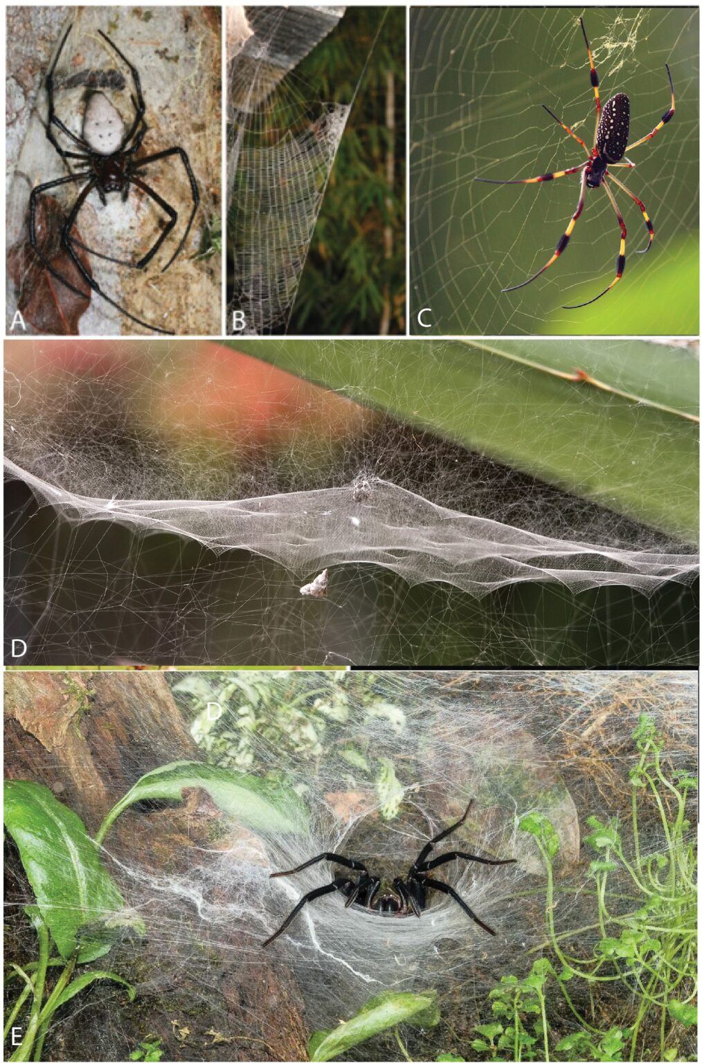 Bog Spiders and Cranberry Fields: A Symbiotic Relationship Unveiled ...