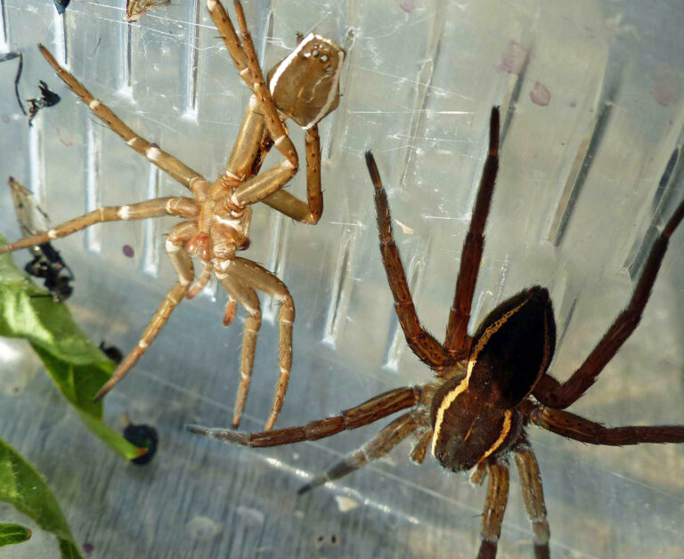 How to Identify Bog Spiders: A Guide for Nature Enthusiasts - Julian Dean