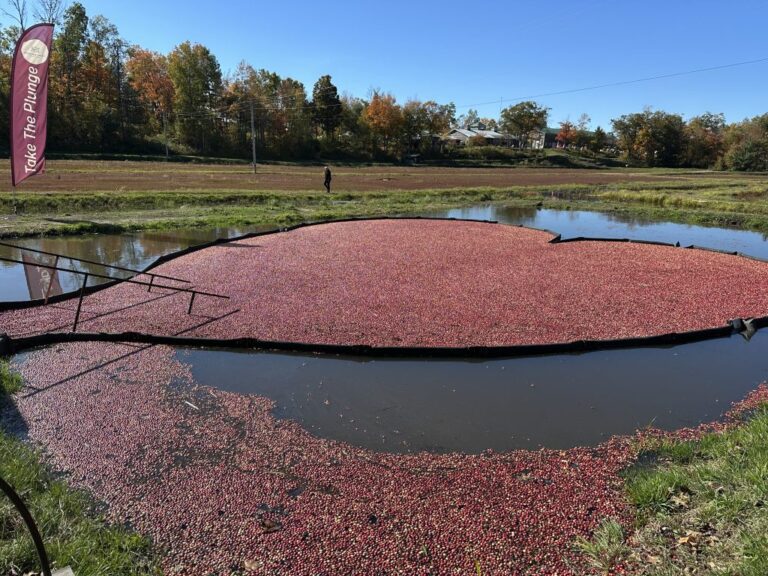 What Happens When a Cranberry Bog Spider Lands on You? - Julian Dean